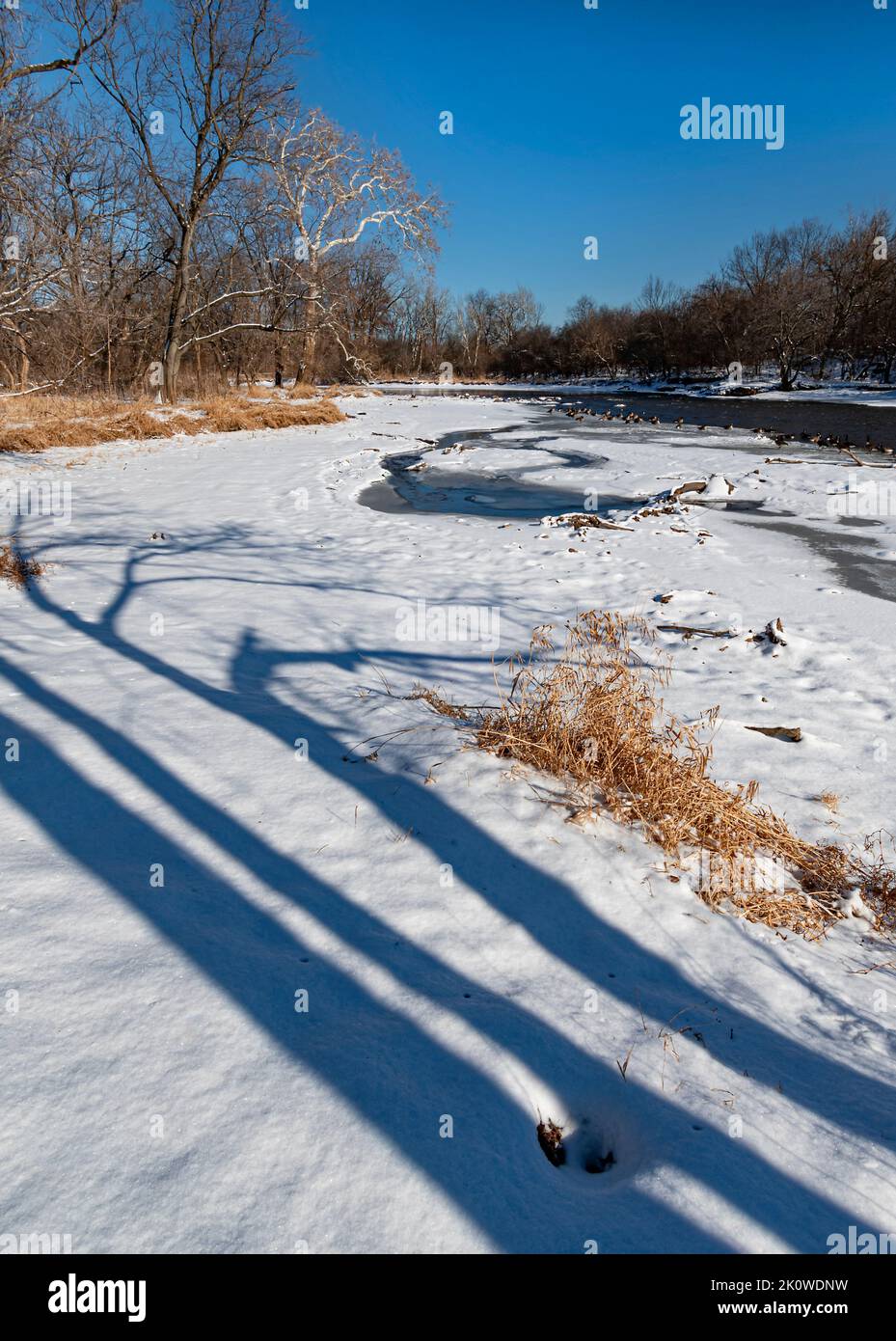 Baumschatten wiegen das offene Wasser des DuPage River, wo sich Gänse ...