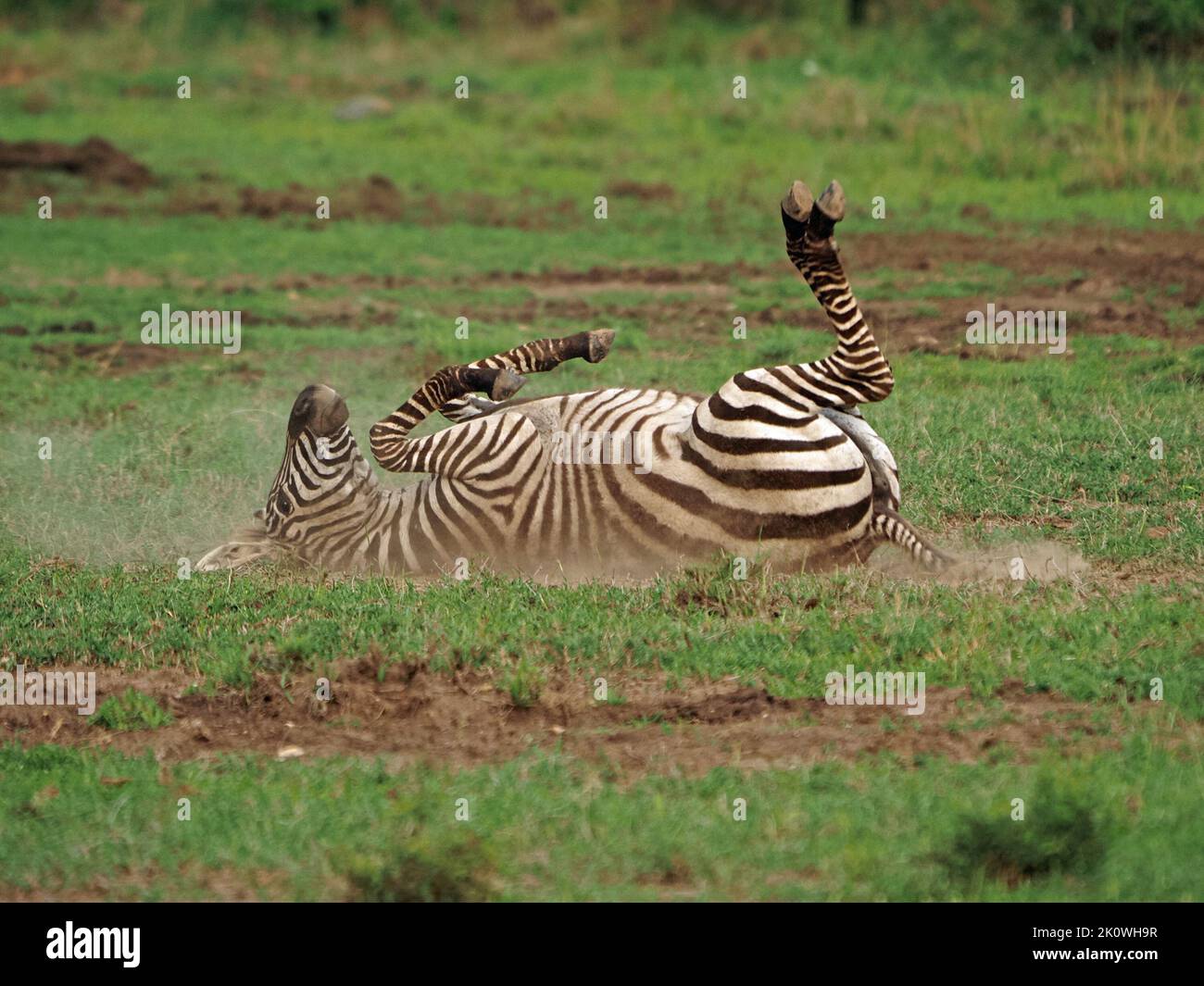 Greater mara ecosystem -Fotos und -Bildmaterial in hoher Auflösung – Alamy