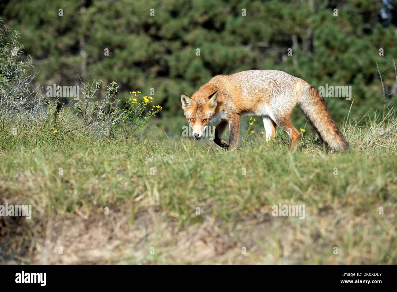 Schüchterner fuchs -Fotos und -Bildmaterial in hoher Auflösung – Alamy