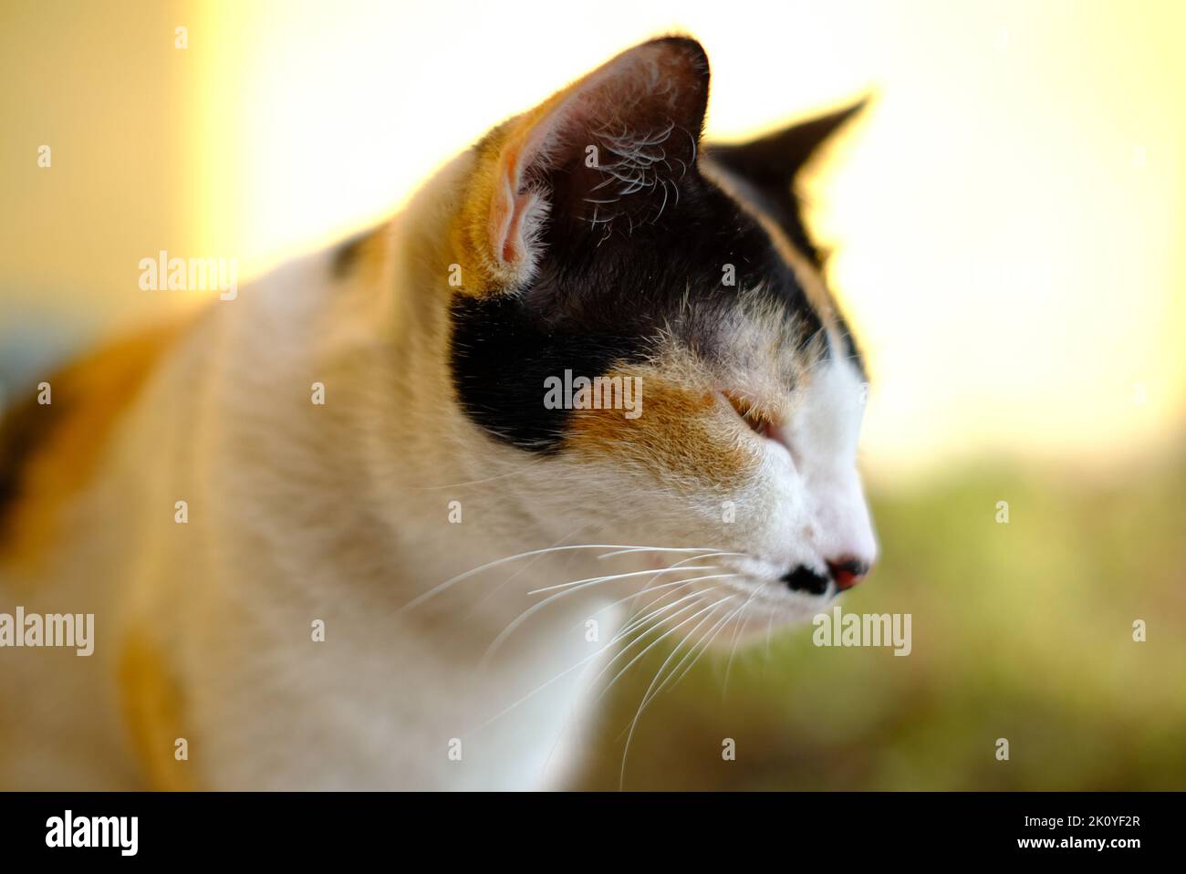 Katze von der seite -Fotos und -Bildmaterial in hoher Auflösung – Alamy