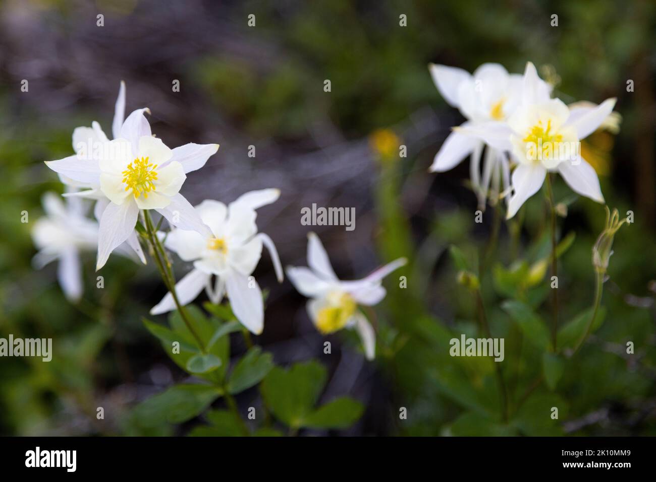 Columbine Wildblumen blühen entlang des Teton Crest Trail im Granite ...