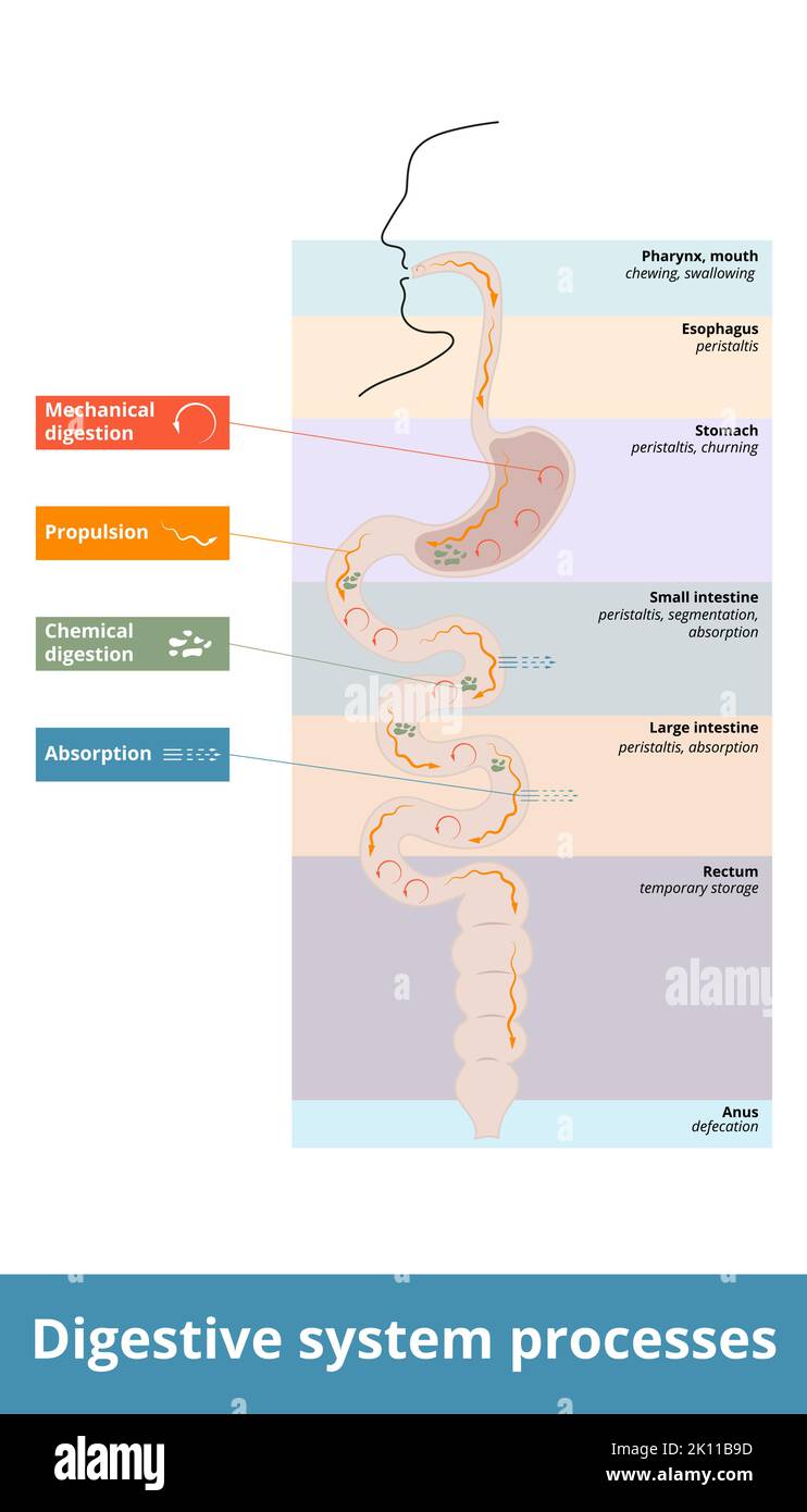 Verdauungssystem Prozesse. Allgemeine Verteilung der ...