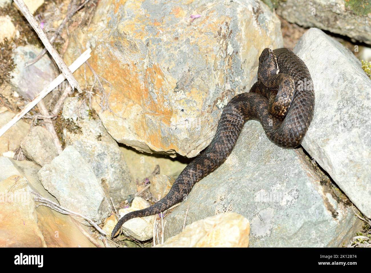 Viper, Vipera berus, Viperidae, Schlange, Reptil, Tier, Raschlos, bei ...