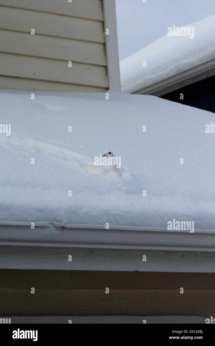 Albino taube -Fotos und -Bildmaterial in hoher Auflösung – Alamy