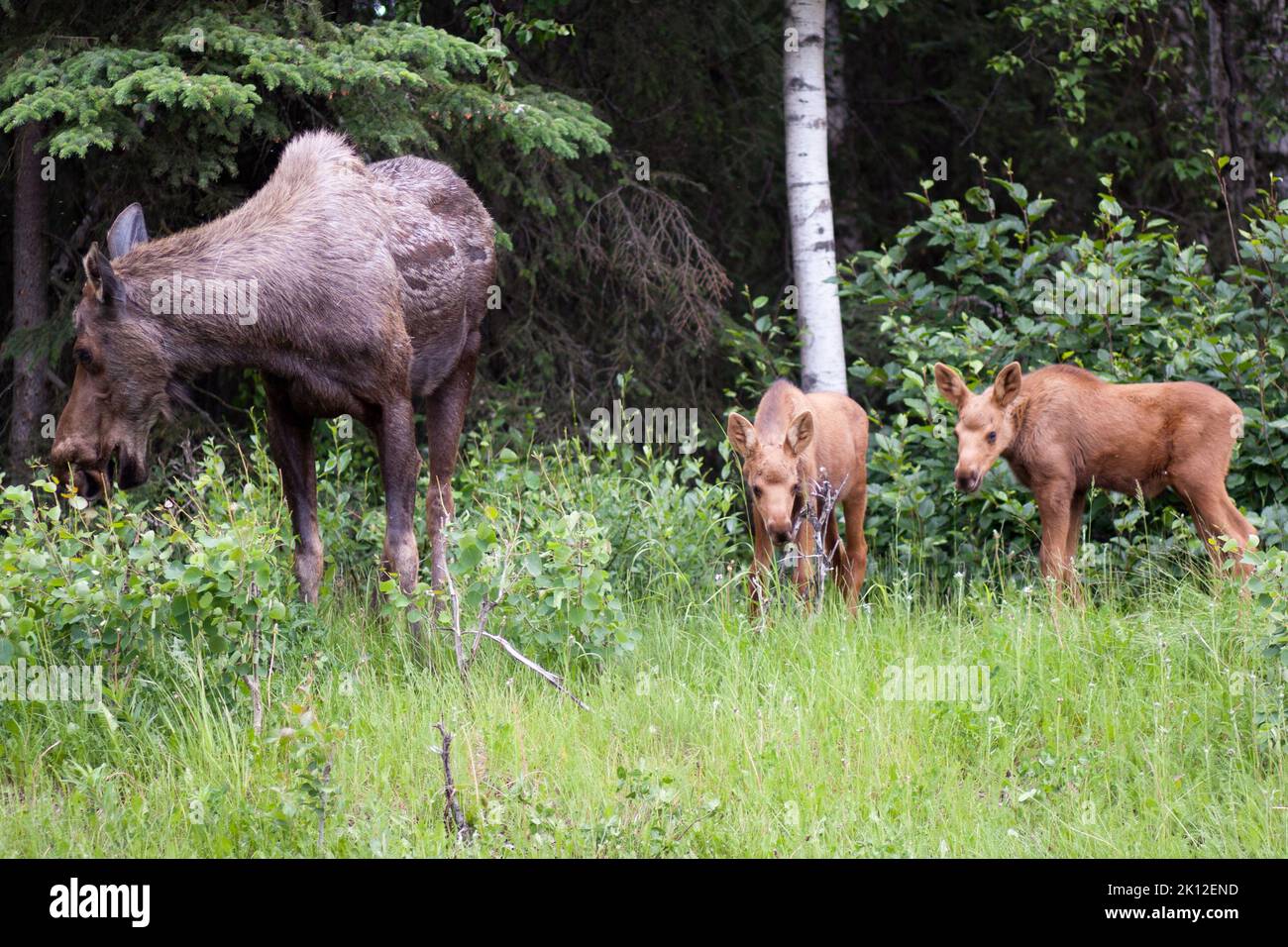 Moose family -Fotos und -Bildmaterial in hoher Auflösung – Alamy