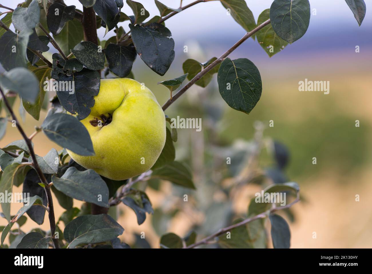 Frische, bio, süße und gesunde Quitten auf Baum auf dem lokalen ...