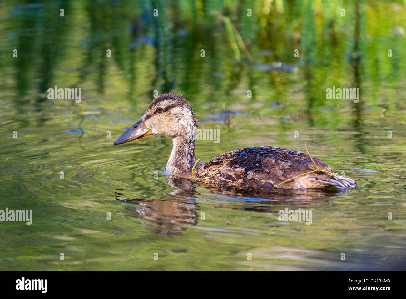 Ich fotografierte diese Mallard-Enten von meinem Kajak aus im Logan ...