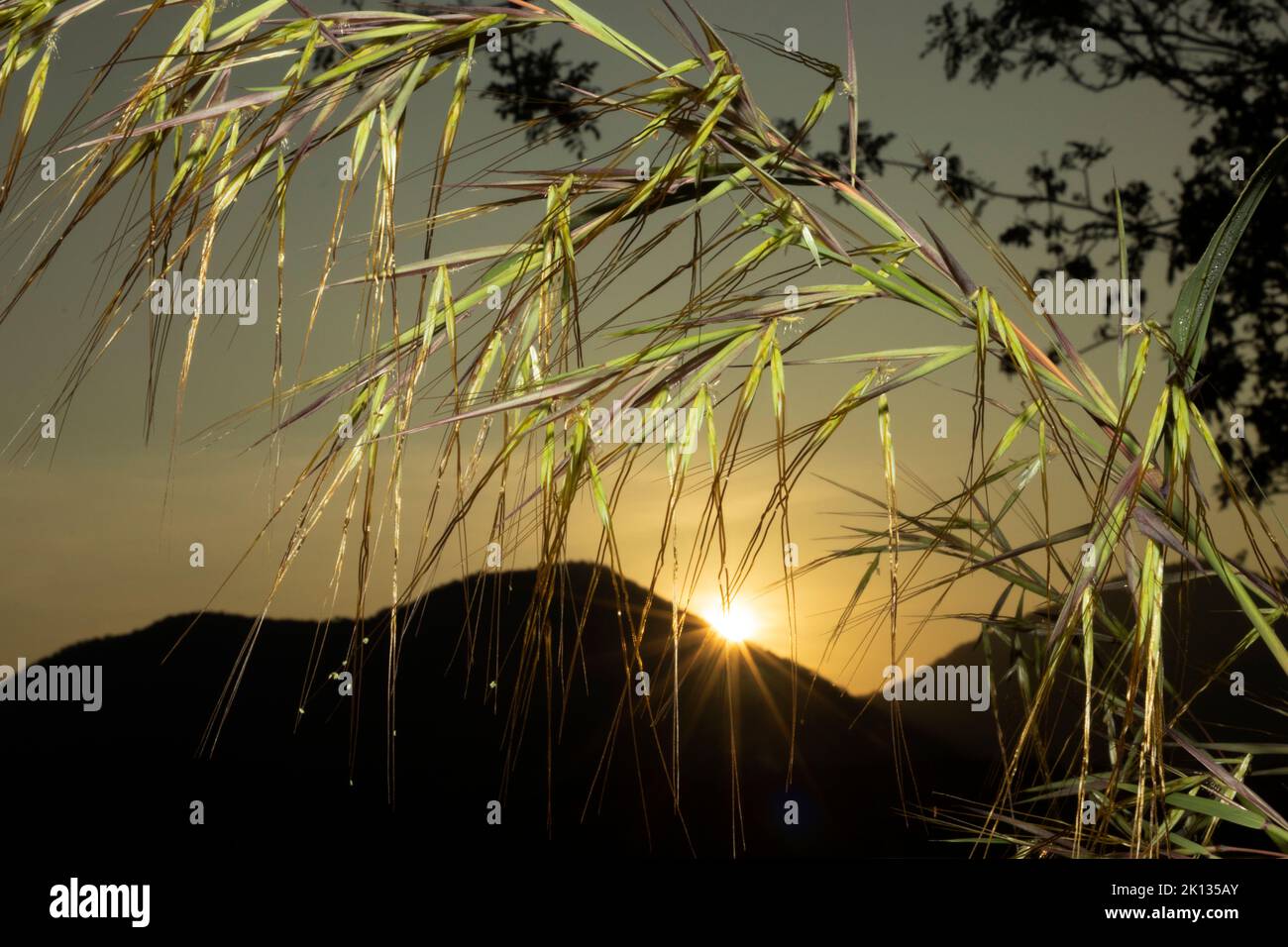 Strohhalme Grasspikelets haben unverwechselbare Ahnen, die sich bei der ...