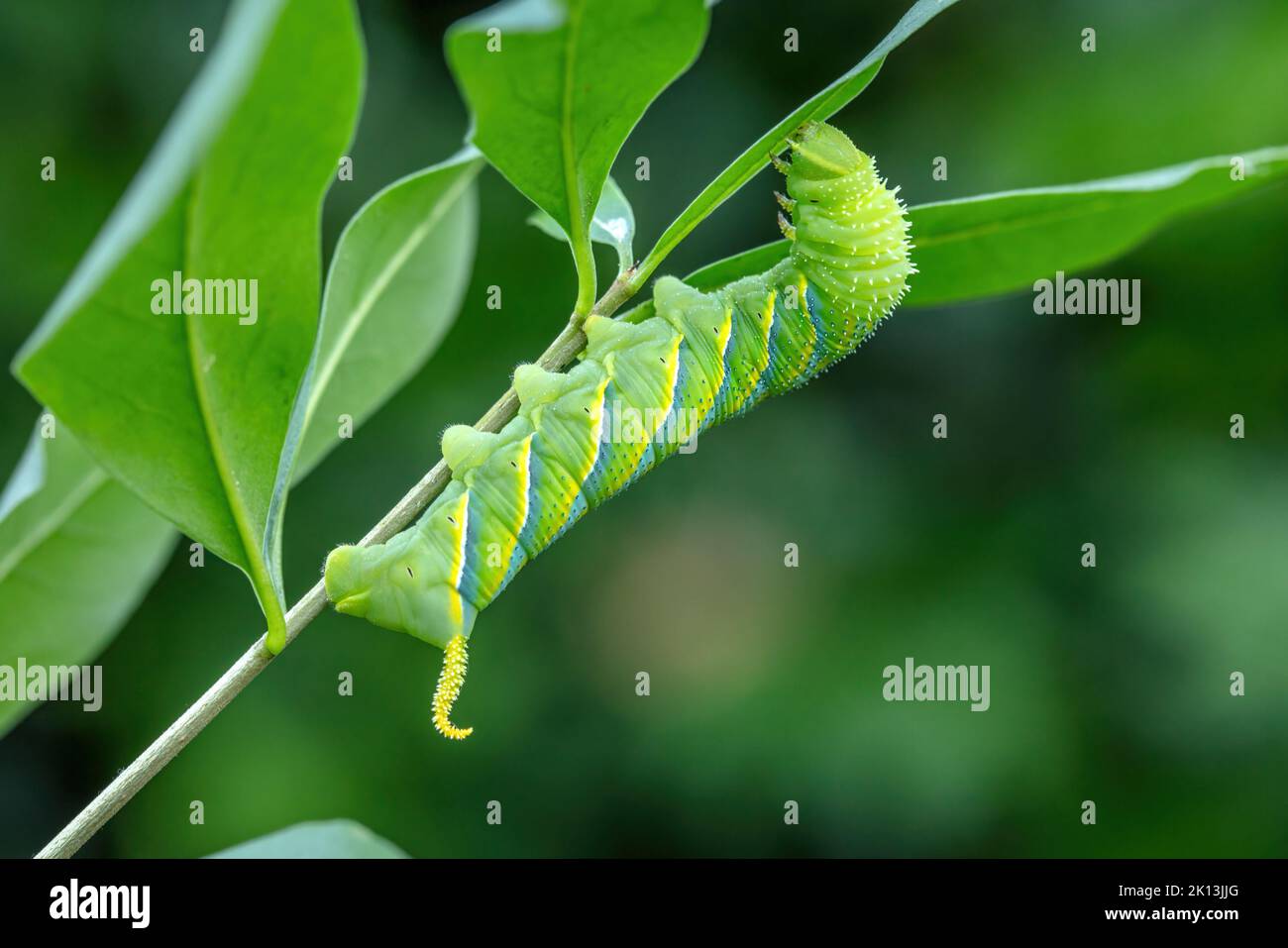 Totenkopf, Totenkopfschwwärme, Acherontia atropos, Schwärmer ...