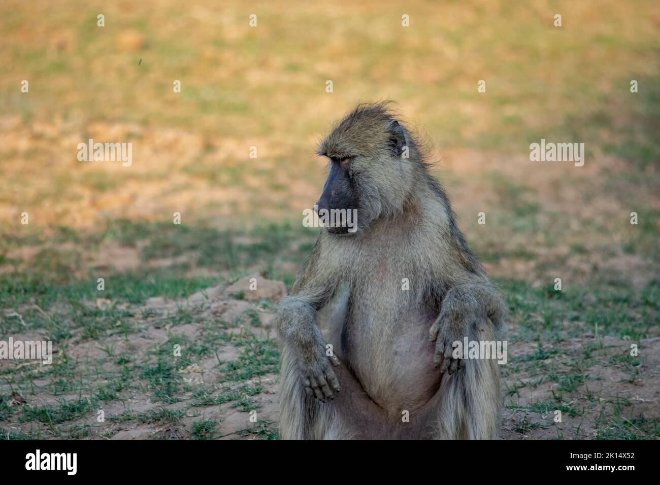 Riesiger pavian -Fotos und -Bildmaterial in hoher Auflösung – Alamy