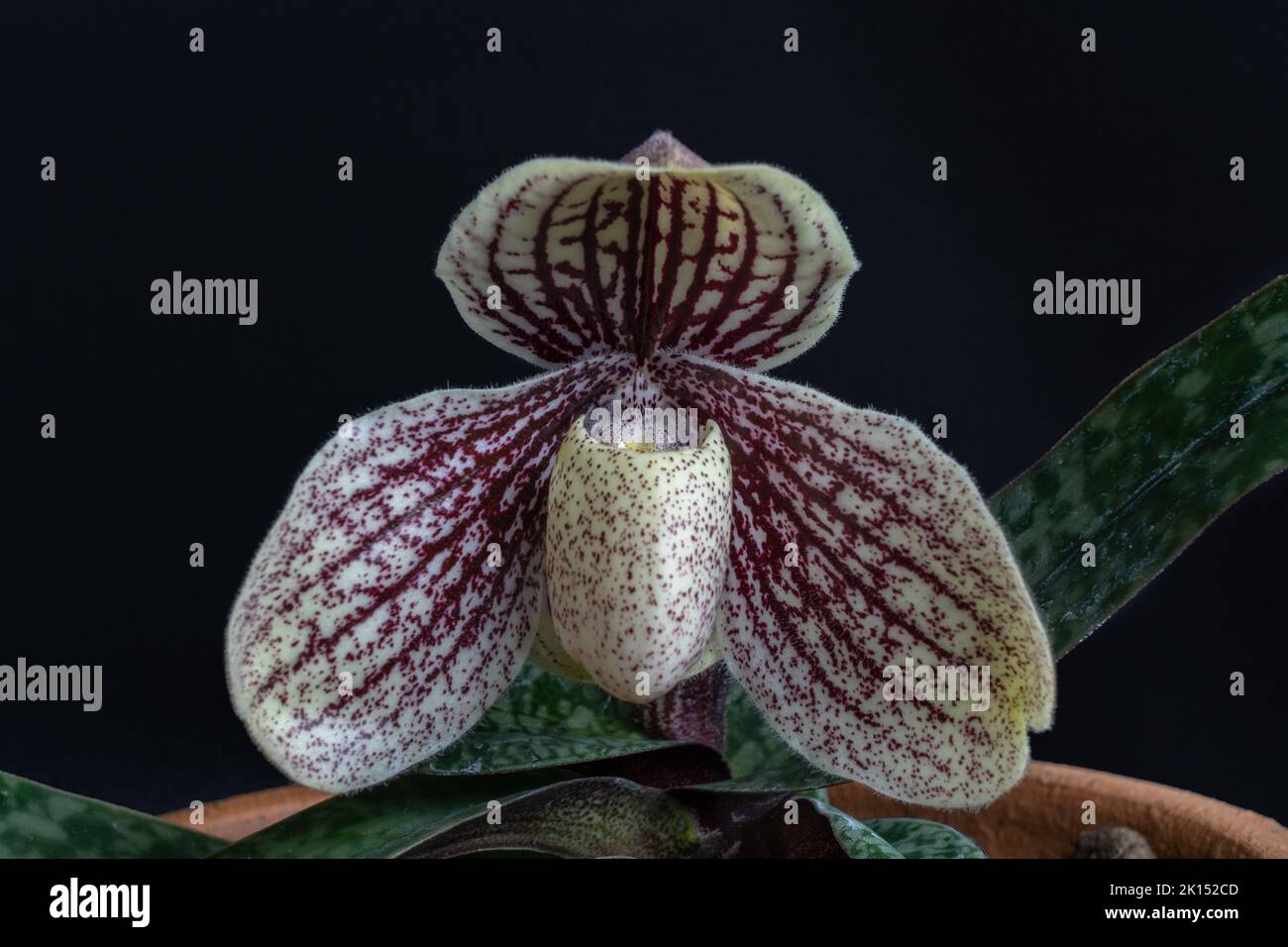 Paphiopedilum myanmaricum -Fotos und -Bildmaterial in hoher Auflösung ...