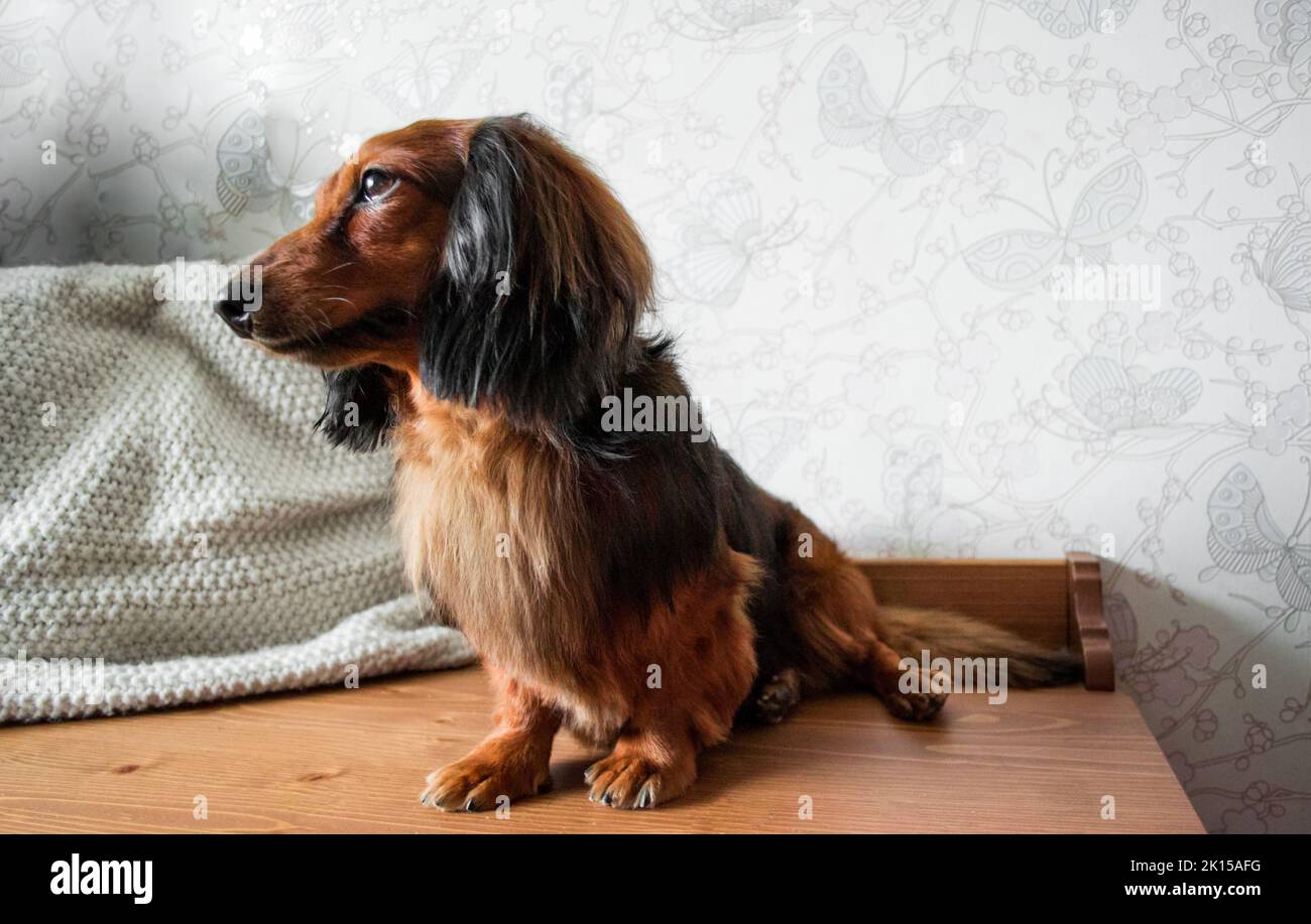 Ganzkörperportrait mit gepflegtem langhaarigen Dackel in roter und ...