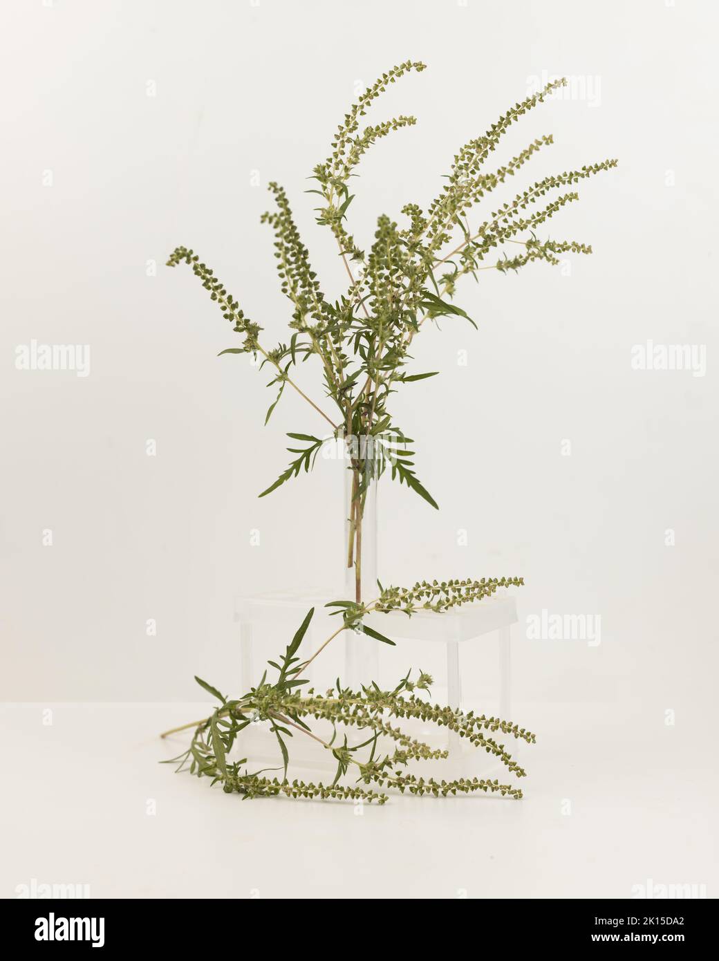 Blühende Ambrosia artemisiifolia in einer Glasfläschchen. Ragweed ist ...