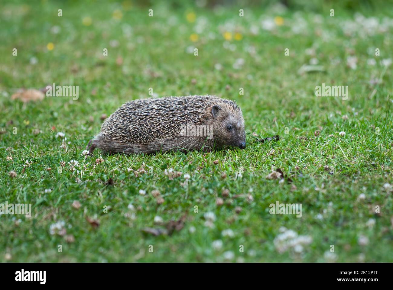 Igel Legt Sich Auf Die Seite