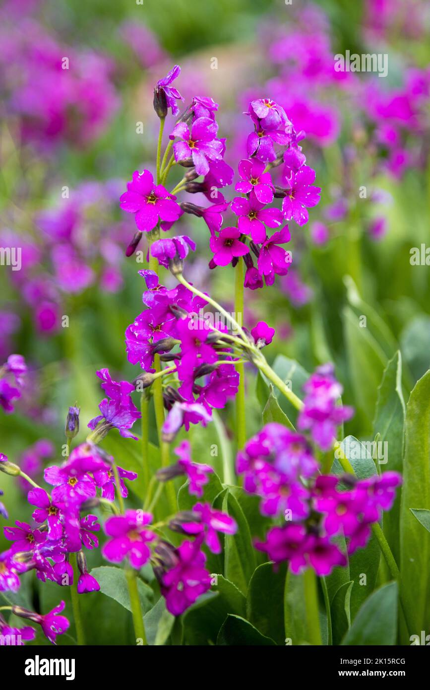 Parrys primel wildblumen -Fotos und -Bildmaterial in hoher Auflösung ...
