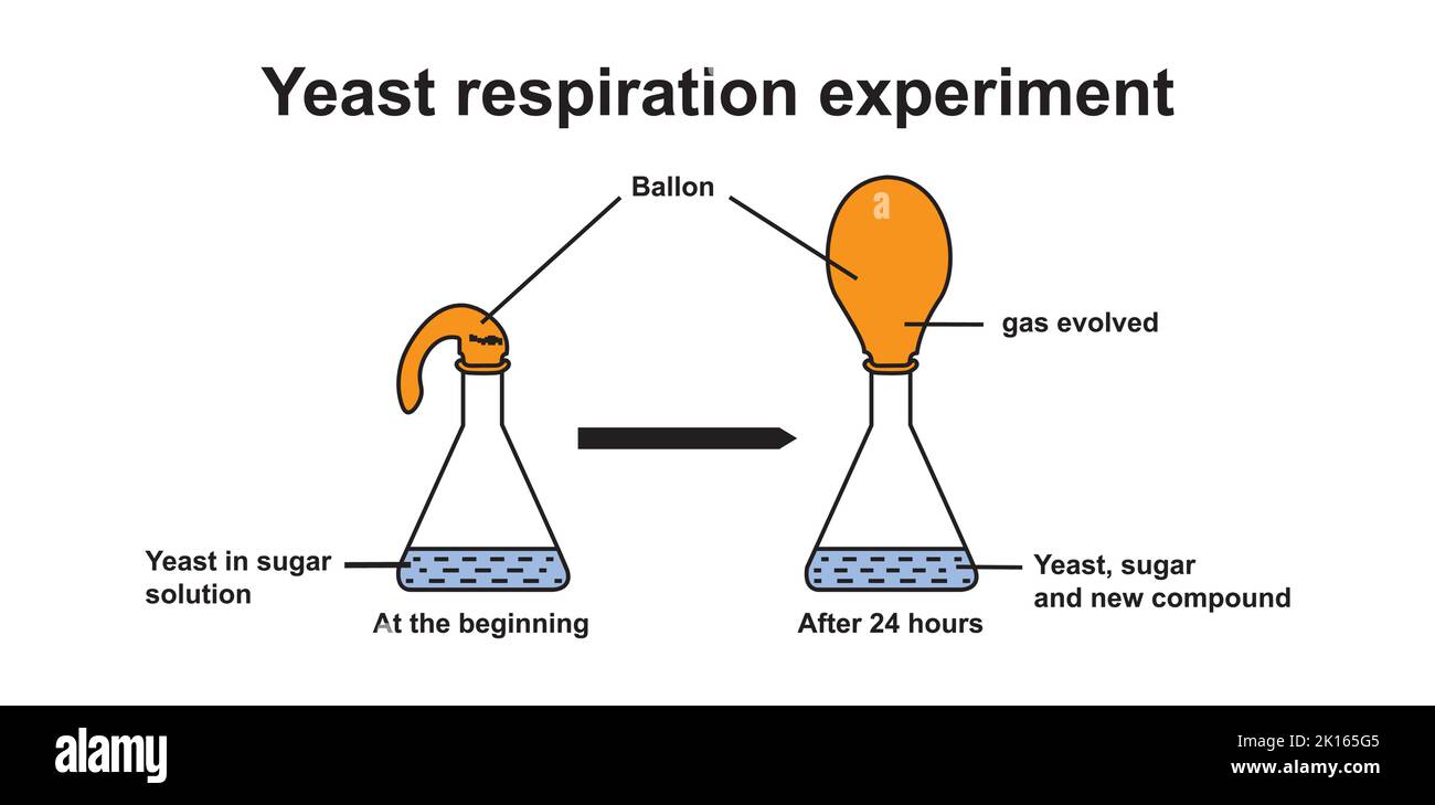 Anaerobic respiration Stock-Vektorgrafiken kaufen - Alamy