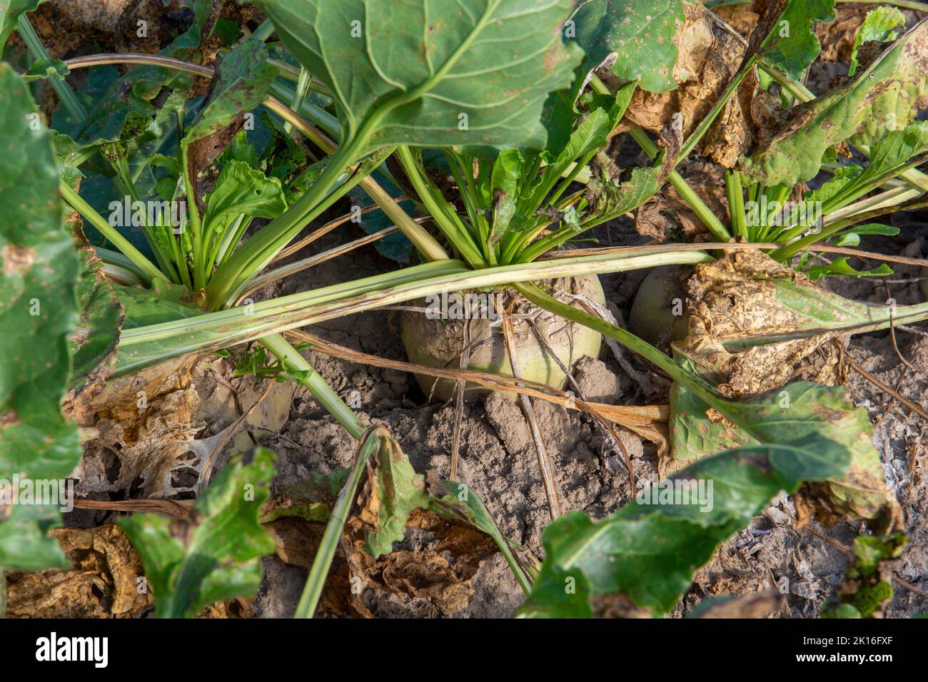 Mangold wurzel -Fotos und -Bildmaterial in hoher Auflösung – Alamy