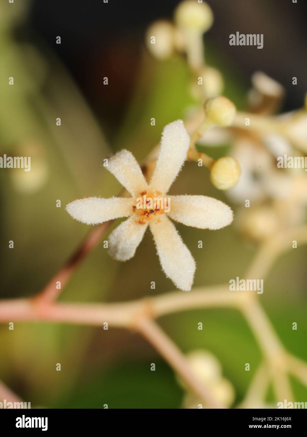 Lauraceae family -Fotos und -Bildmaterial in hoher Auflösung – Alamy