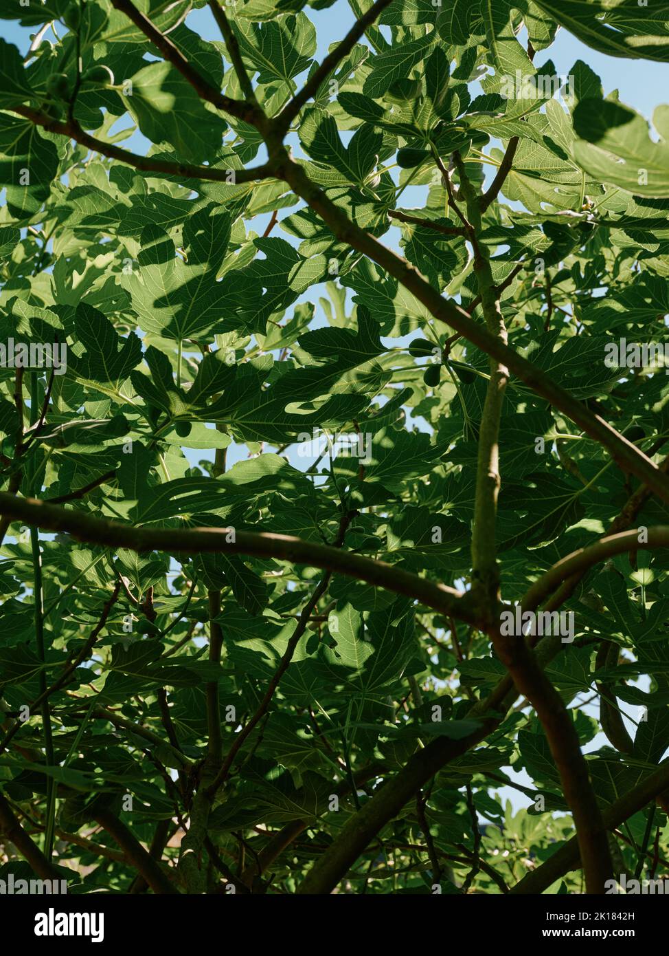 Ein grüner Feigenbaum und Blätter hinterleuchtet in der Sommersonne ...