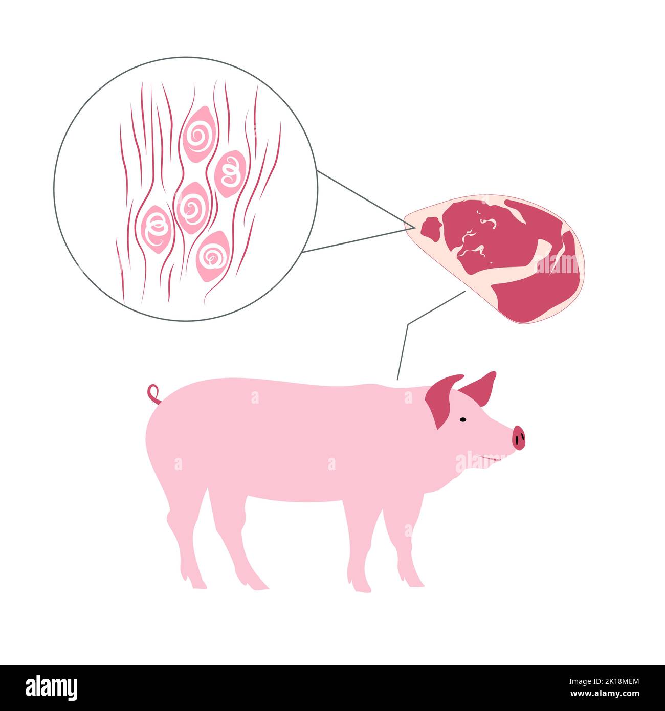 Trichina spulwurm Stock-Vektorgrafiken kaufen - Alamy