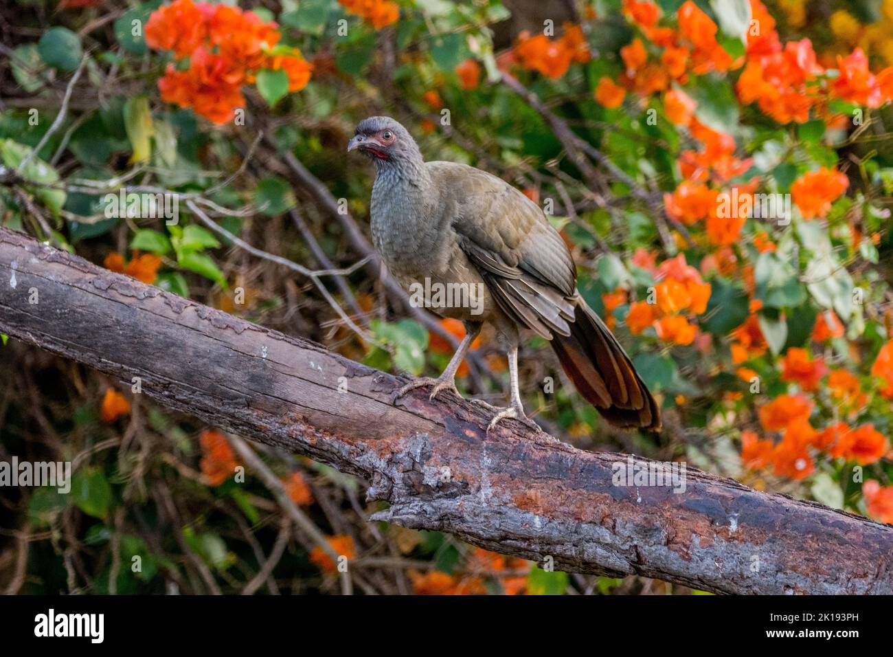Ein Chaco Chachalaca (Ortalis canicollis) in einem Busch in der Nähe ...