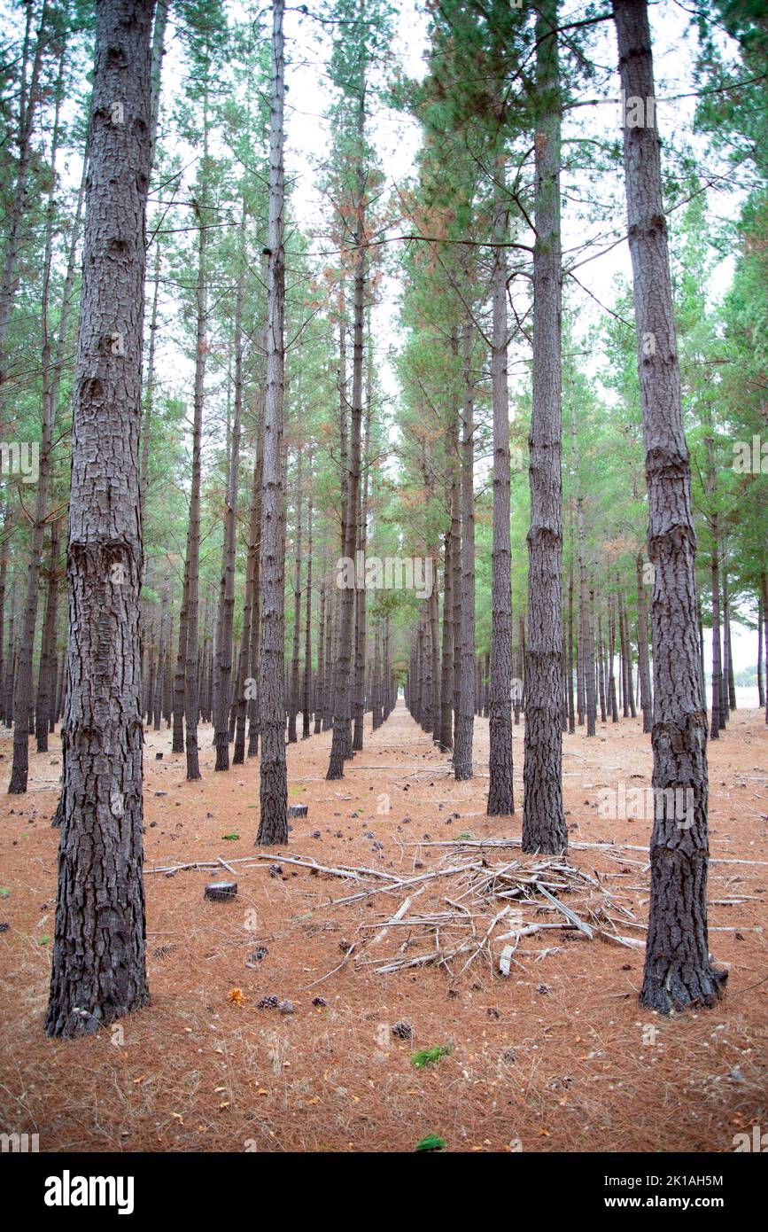 Monterey pine wood -Fotos und -Bildmaterial in hoher Auflösung – Alamy