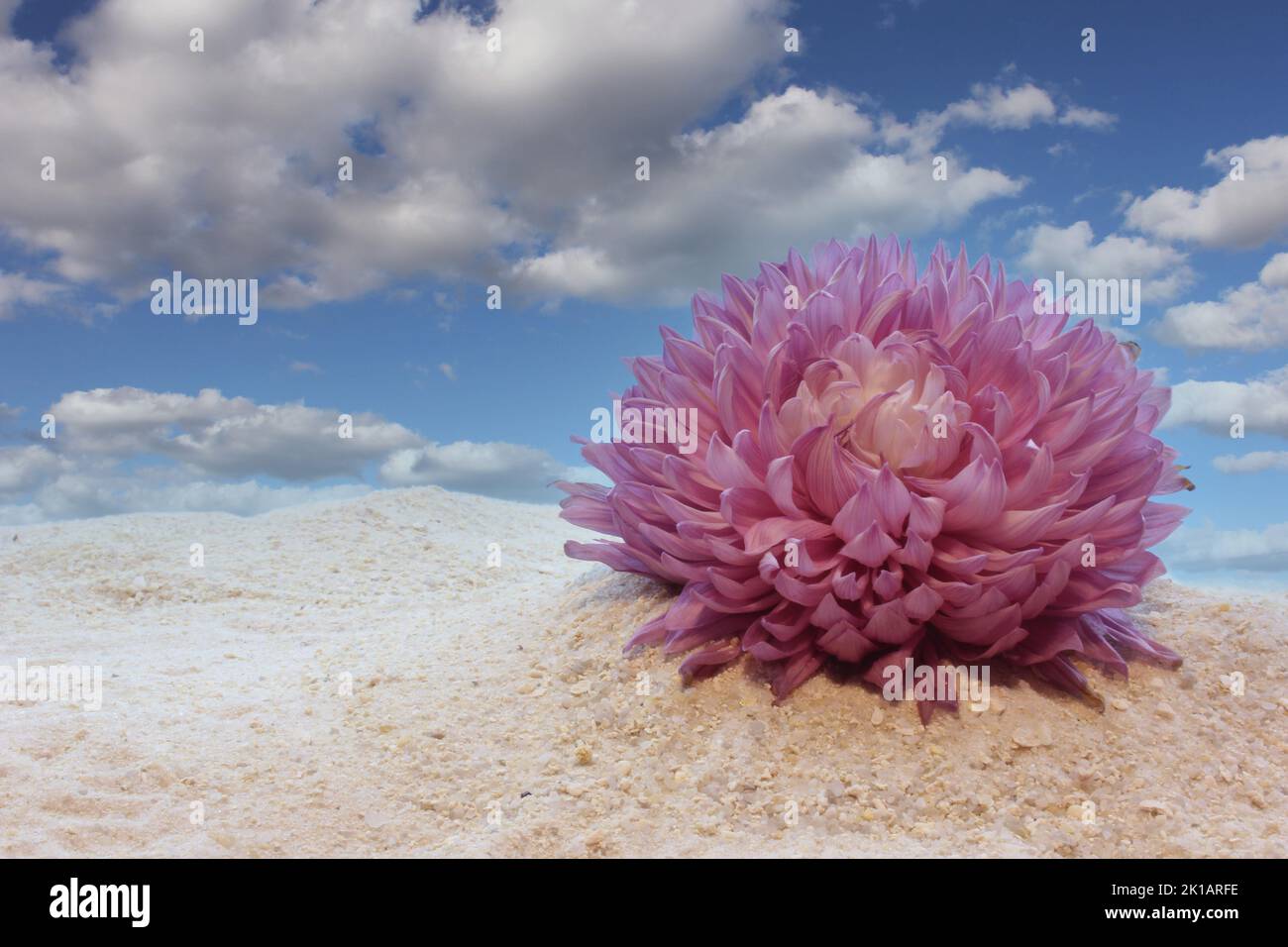 Lila blumen am strand -Fotos und -Bildmaterial in hoher Auflösung – Alamy