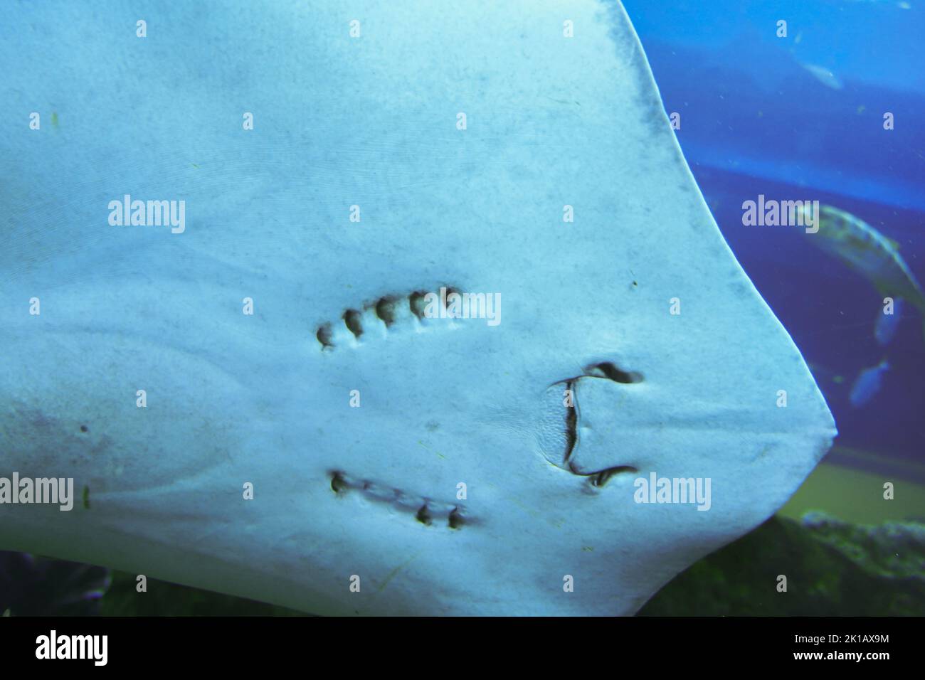 Giant oceanic manta ray -Fotos und -Bildmaterial in hoher Auflösung – Alamy