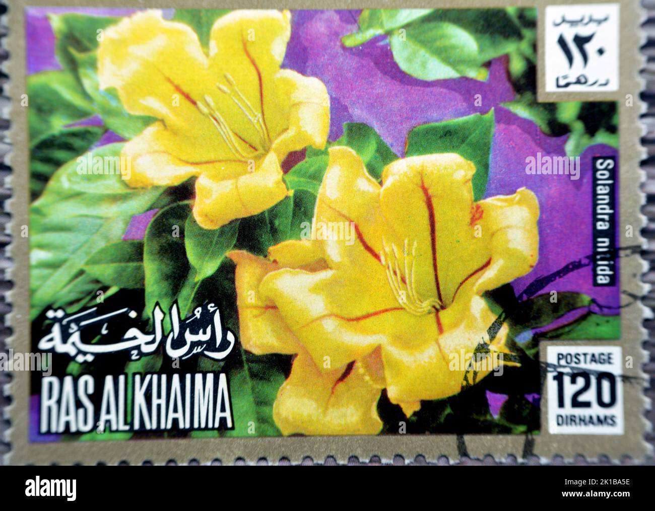 Solandra nitida -Fotos und -Bildmaterial in hoher Auflösung – Alamy