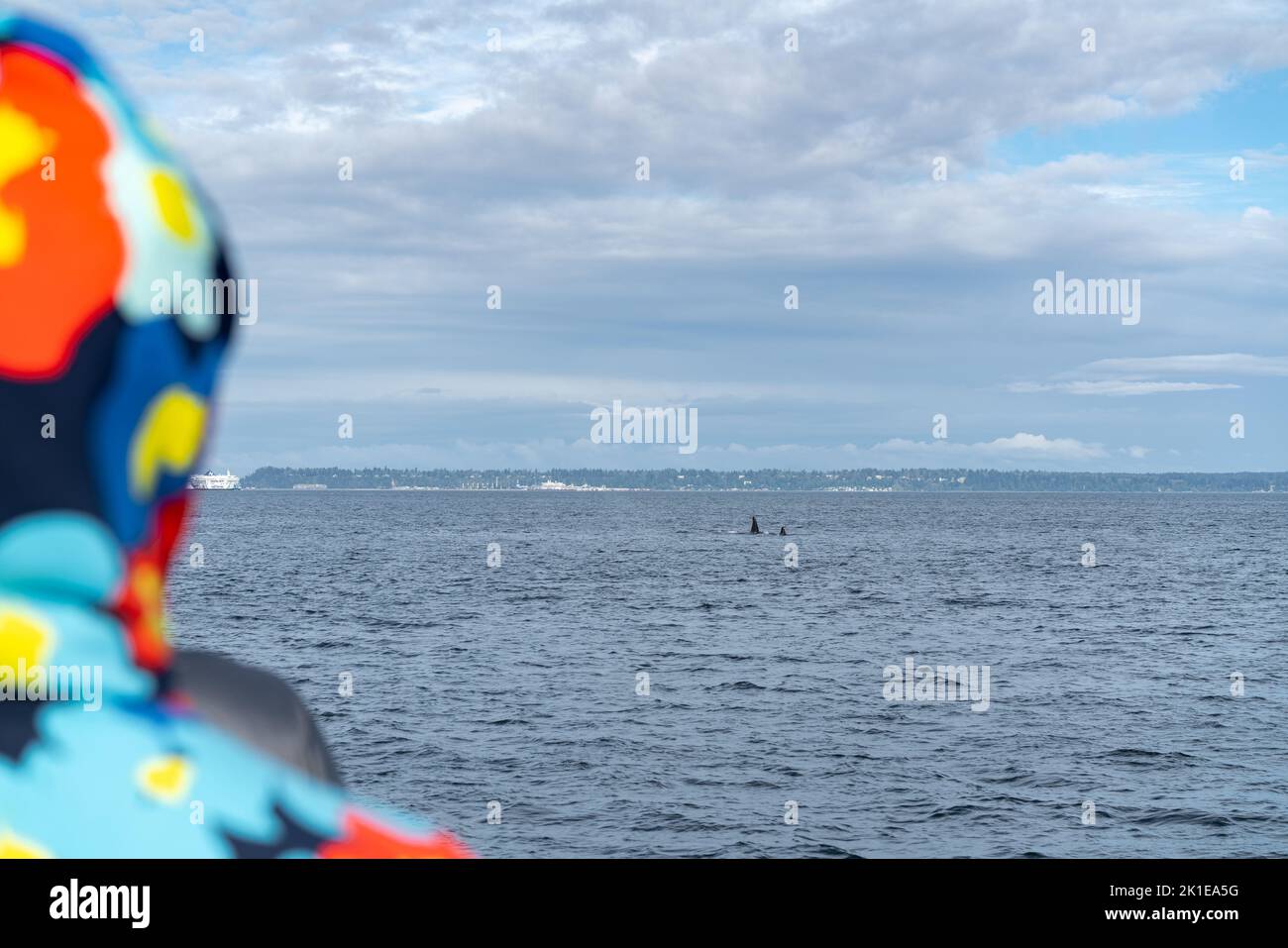 Orca atmen -Fotos und -Bildmaterial in hoher Auflösung – Alamy