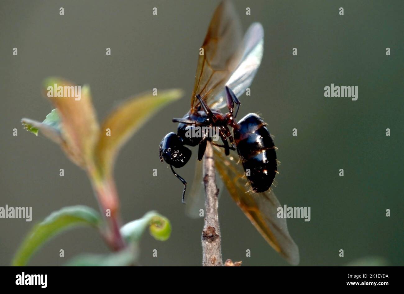 Mouche et papillon -Fotos und -Bildmaterial in hoher Auflösung – Alamy