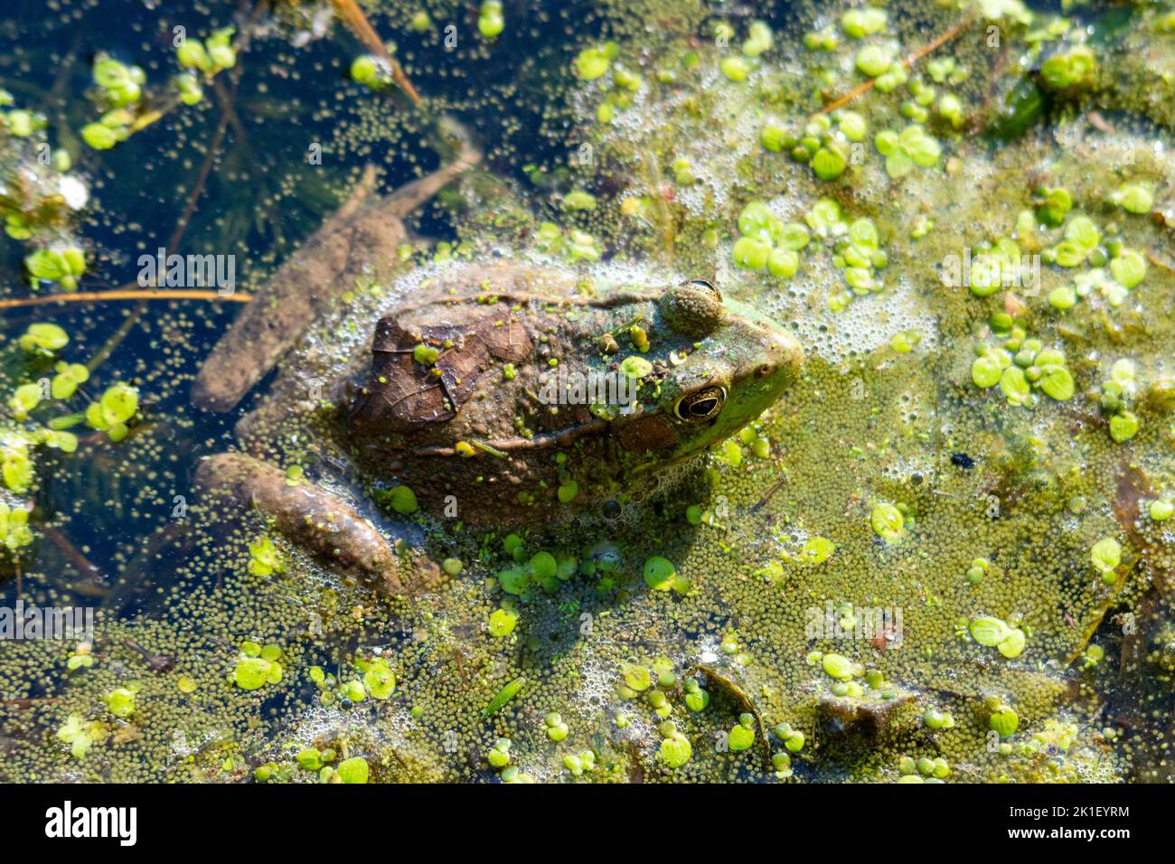 An einem warmen Sommertag sitzt ein amerikanischer Bullfrog in den ...