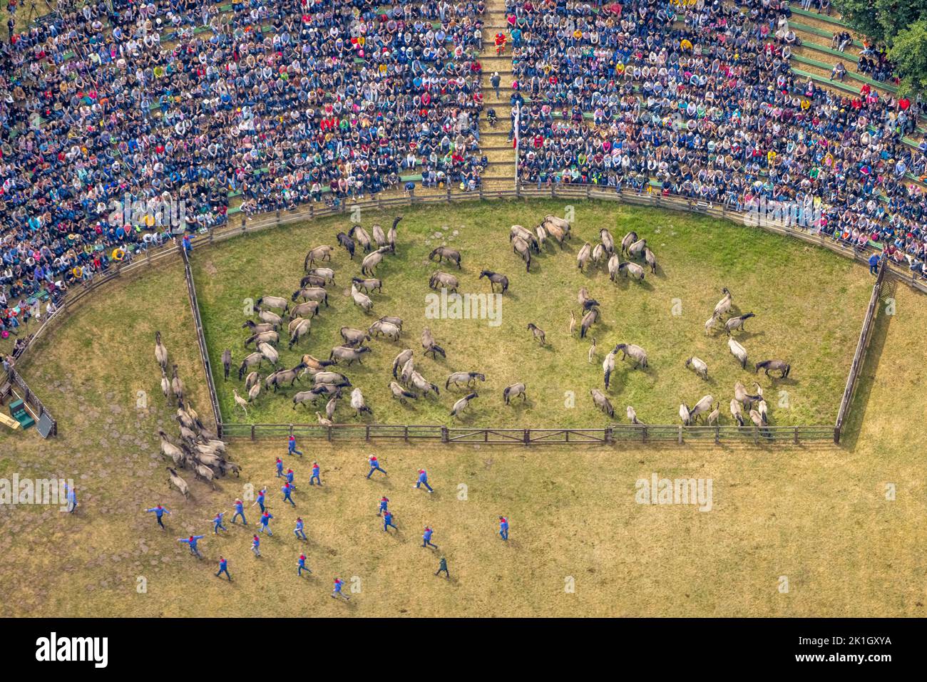 Luftaufnahme, Wildpferdefang in Merfelder Bruch bei Dülmen, Arena der ...