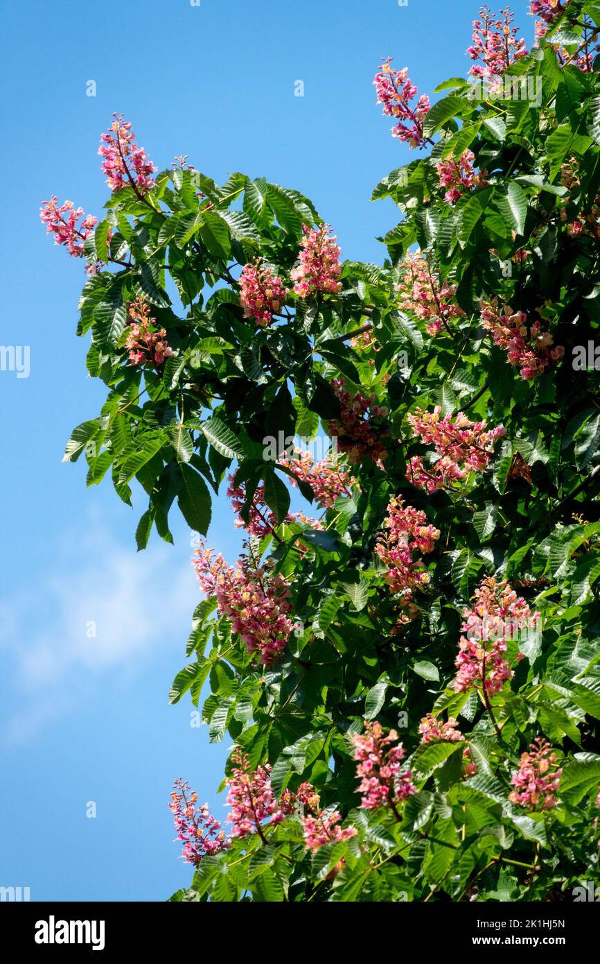 Aesculus carnea Tree Red Horse Kastanie blühend Aesculus x carnea ...