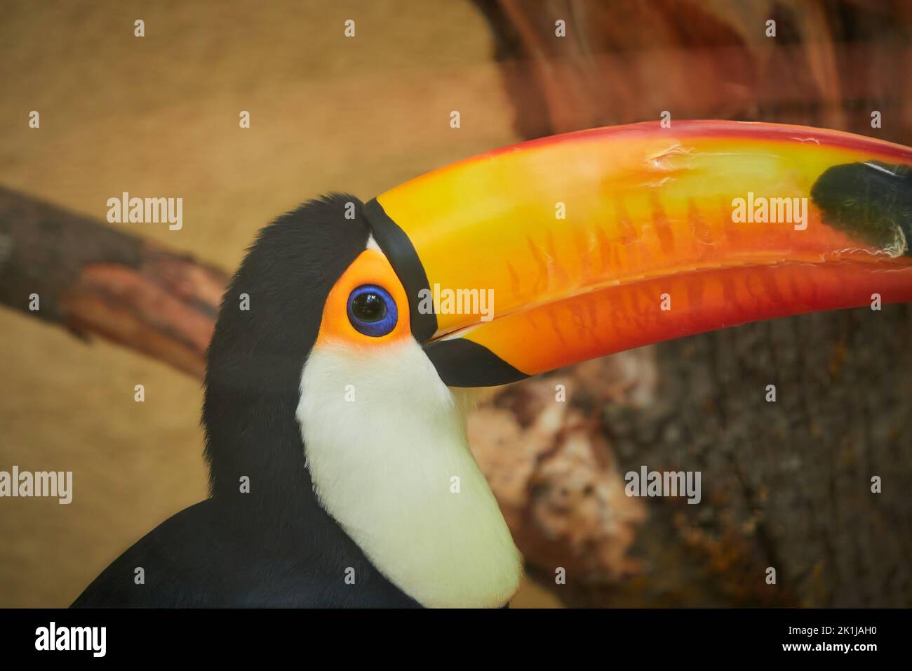 Giant toucans -Fotos und -Bildmaterial in hoher Auflösung – Alamy
