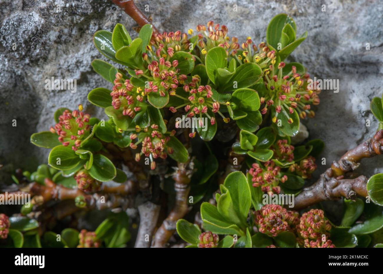 Alte Pflanze der stumpf-blättrigen Weide, Salix retusa, mit männlichen ...
