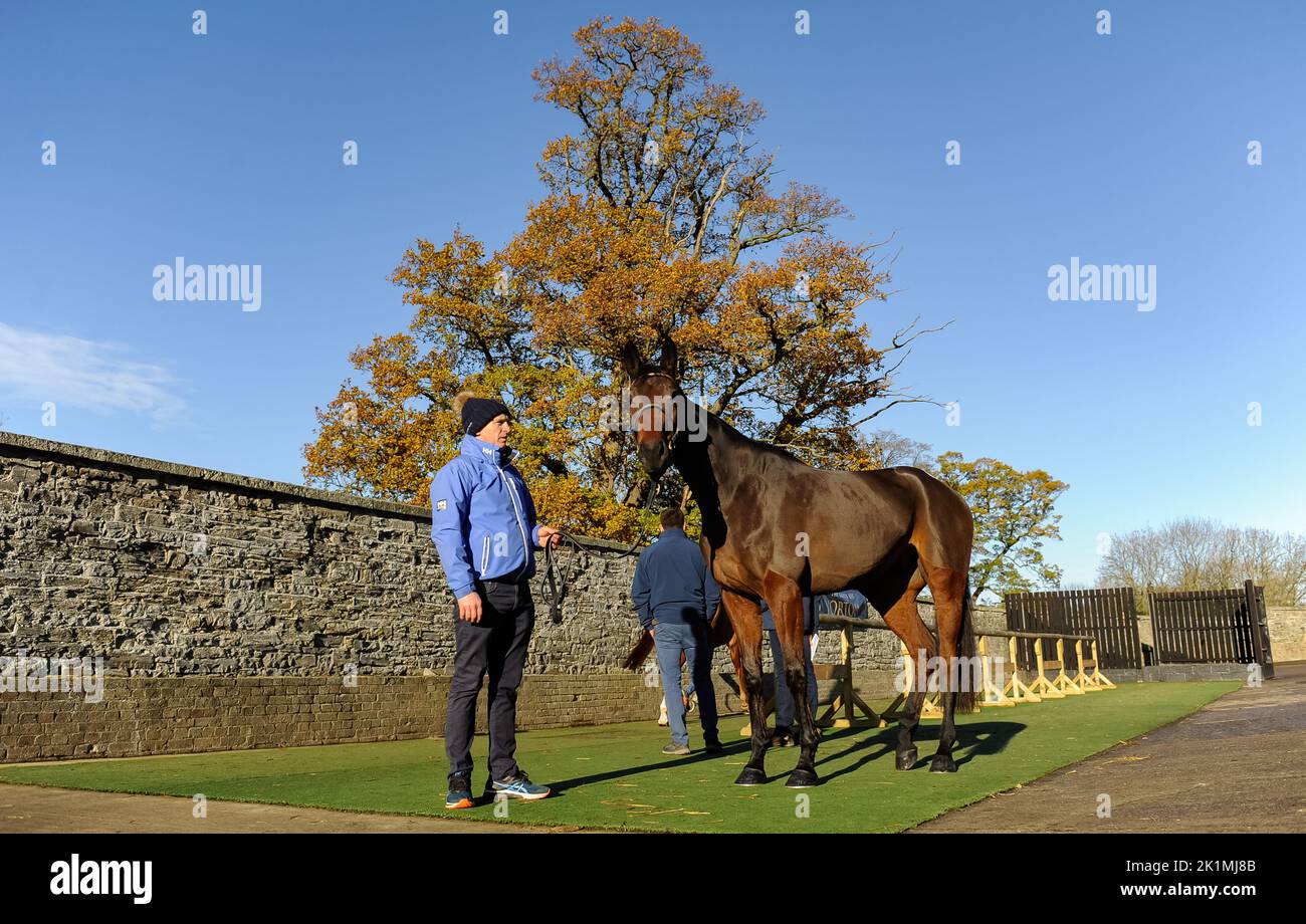 Irish point rennpferd -Fotos und -Bildmaterial in hoher Auflösung – Alamy