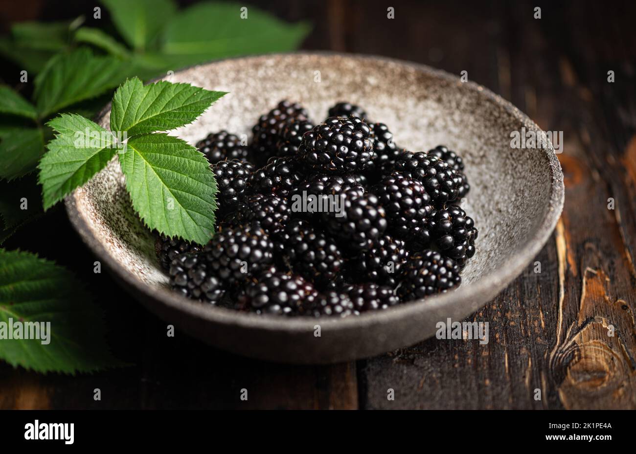 Blaue brombeere -Fotos und -Bildmaterial in hoher Auflösung – Alamy