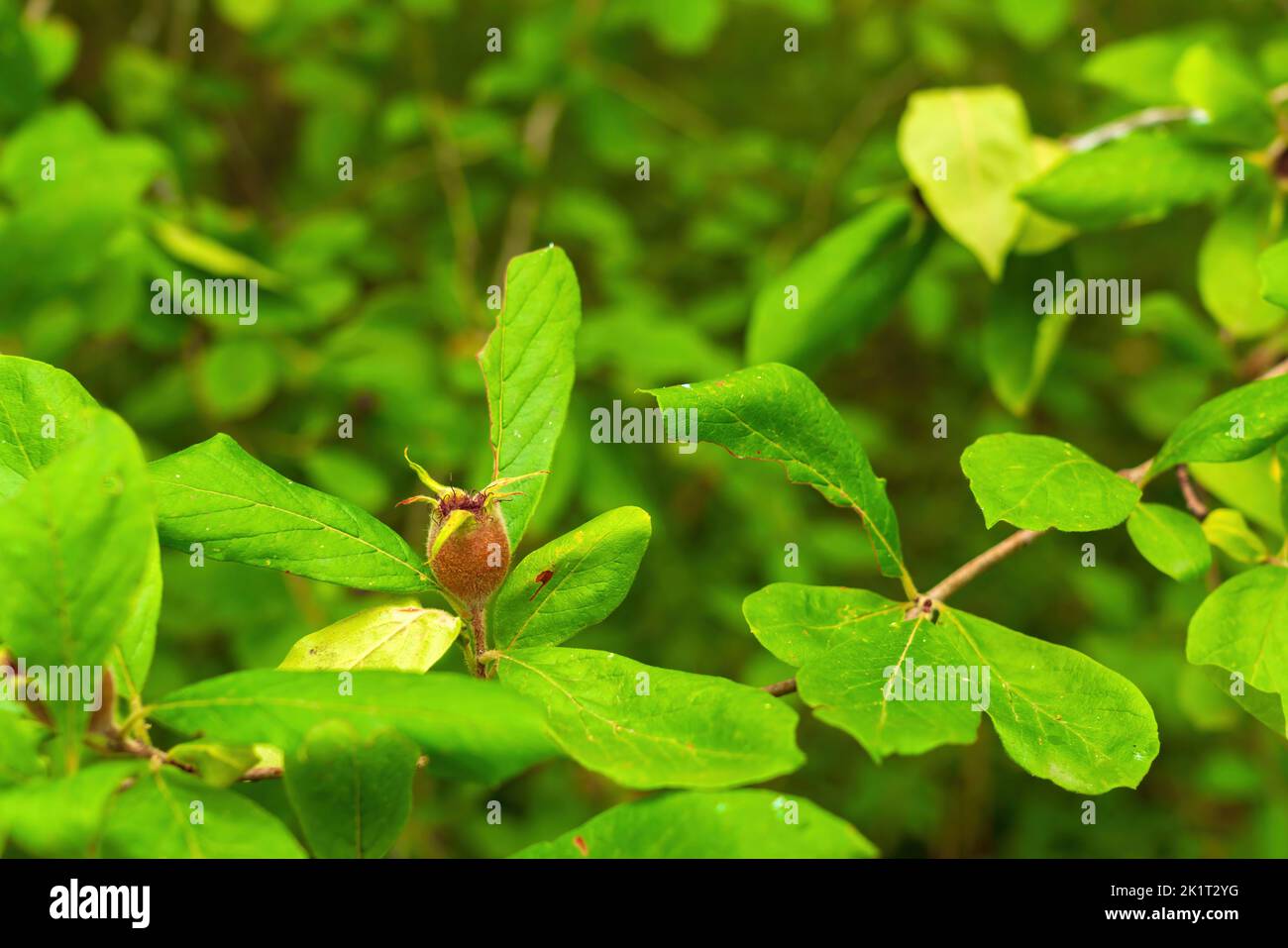 Mispel obstbaum -Fotos und -Bildmaterial in hoher Auflösung – Alamy