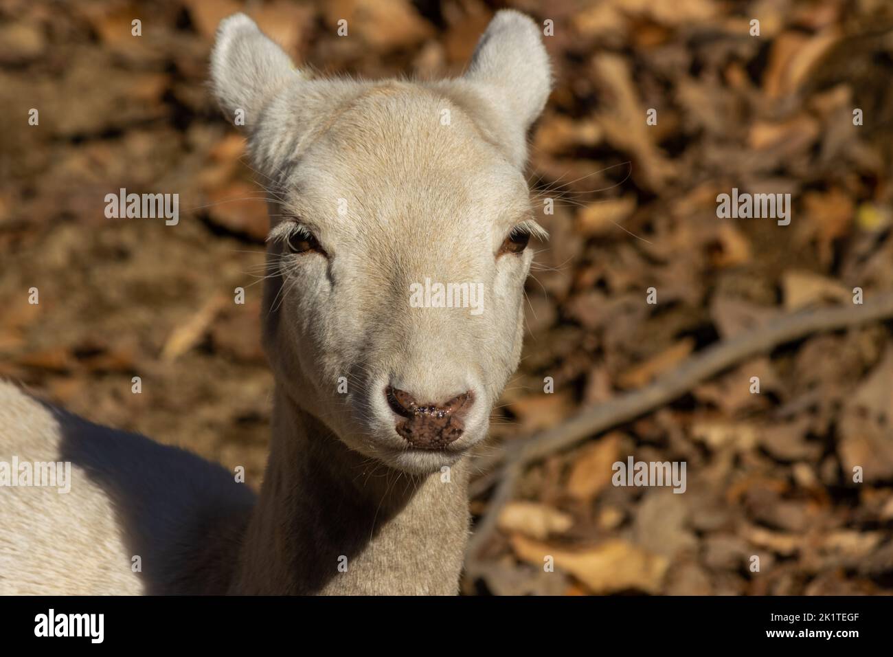 Cremefarbener hirsch -Fotos und -Bildmaterial in hoher Auflösung – Alamy