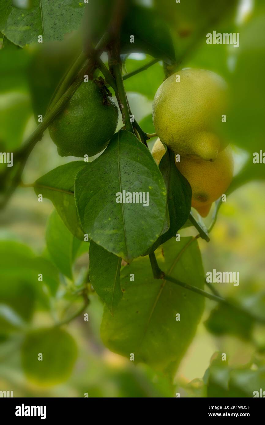 Zitrus limon quatre jahreszeiten -Fotos und -Bildmaterial in hoher ...