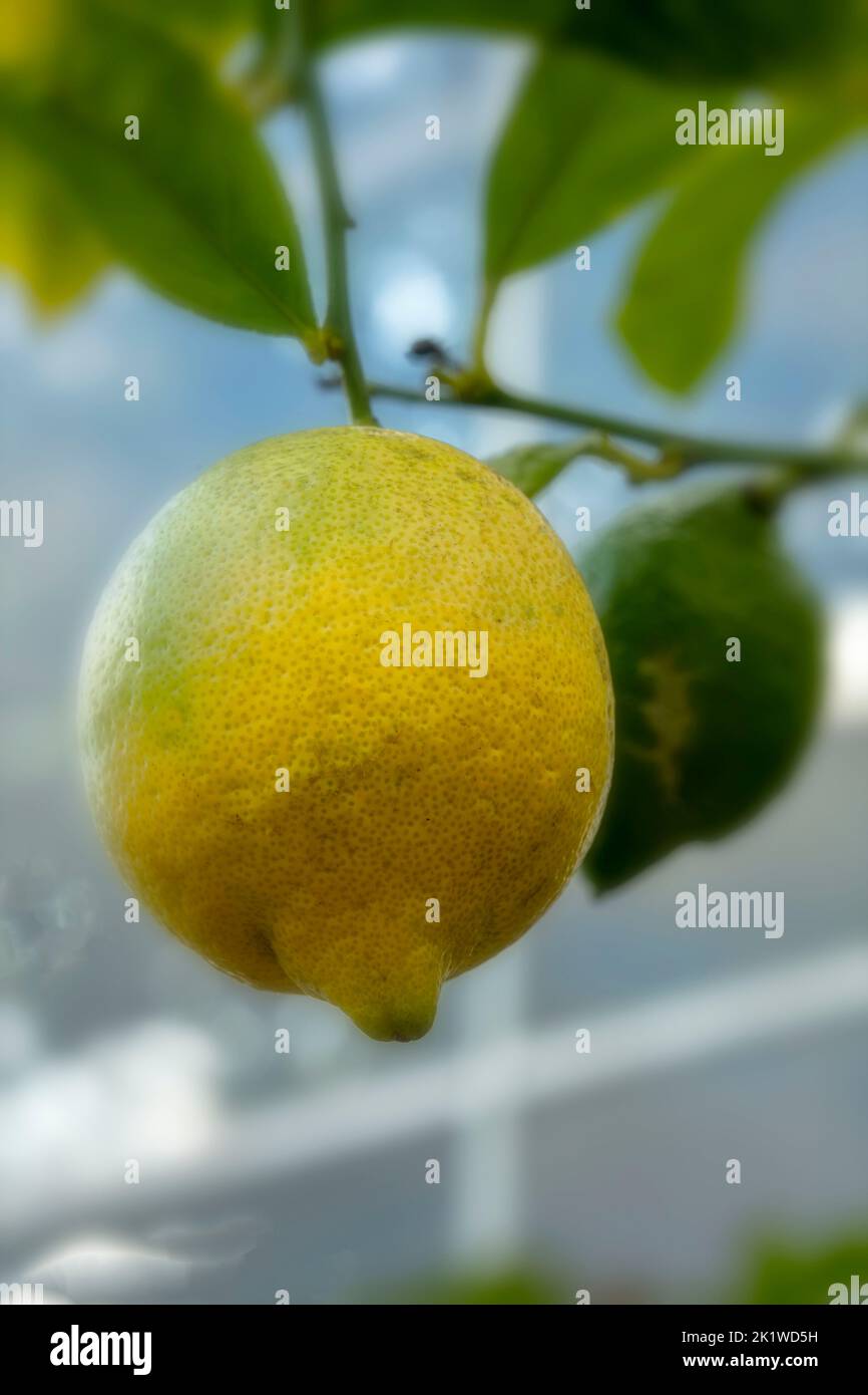 Zitrus limon quatre jahreszeiten -Fotos und -Bildmaterial in hoher ...