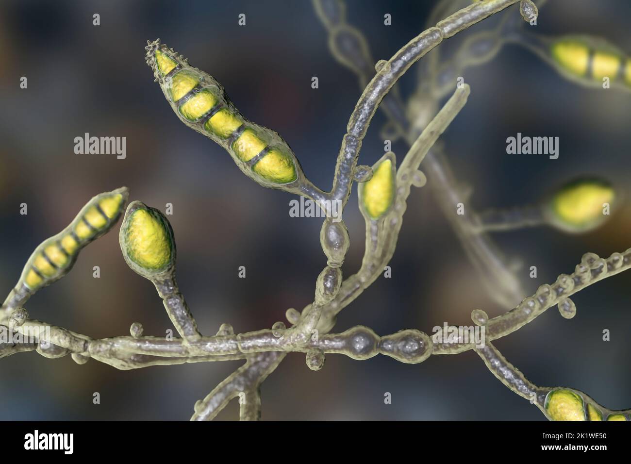 Pilz microsporum audouinii -Fotos und -Bildmaterial in hoher Auflösung ...