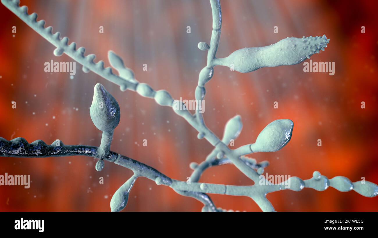 Pilz microsporum audouinii -Fotos und -Bildmaterial in hoher Auflösung ...