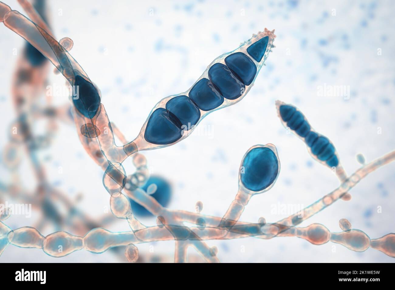 Pilz microsporum audouinii -Fotos und -Bildmaterial in hoher Auflösung ...