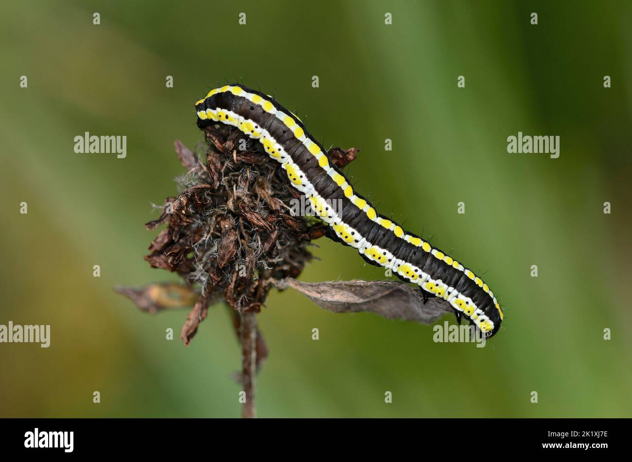 Jugendliche Raupe der Art Cucullia lucifuga, Laggintal Valley, Wallis ...
