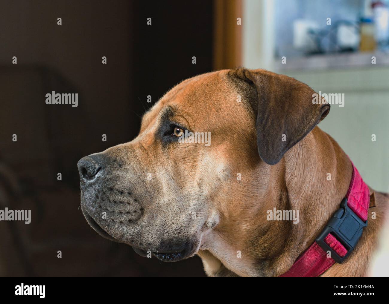 Boerboel oder Boerboel - eine Hunderasse, die aus Südafrika stammt ...