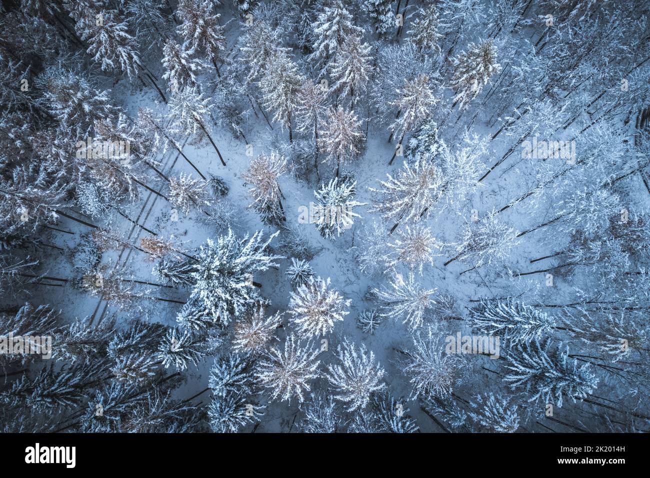 Drohnenaufnahme wald -Fotos und -Bildmaterial in hoher Auflösung – Alamy