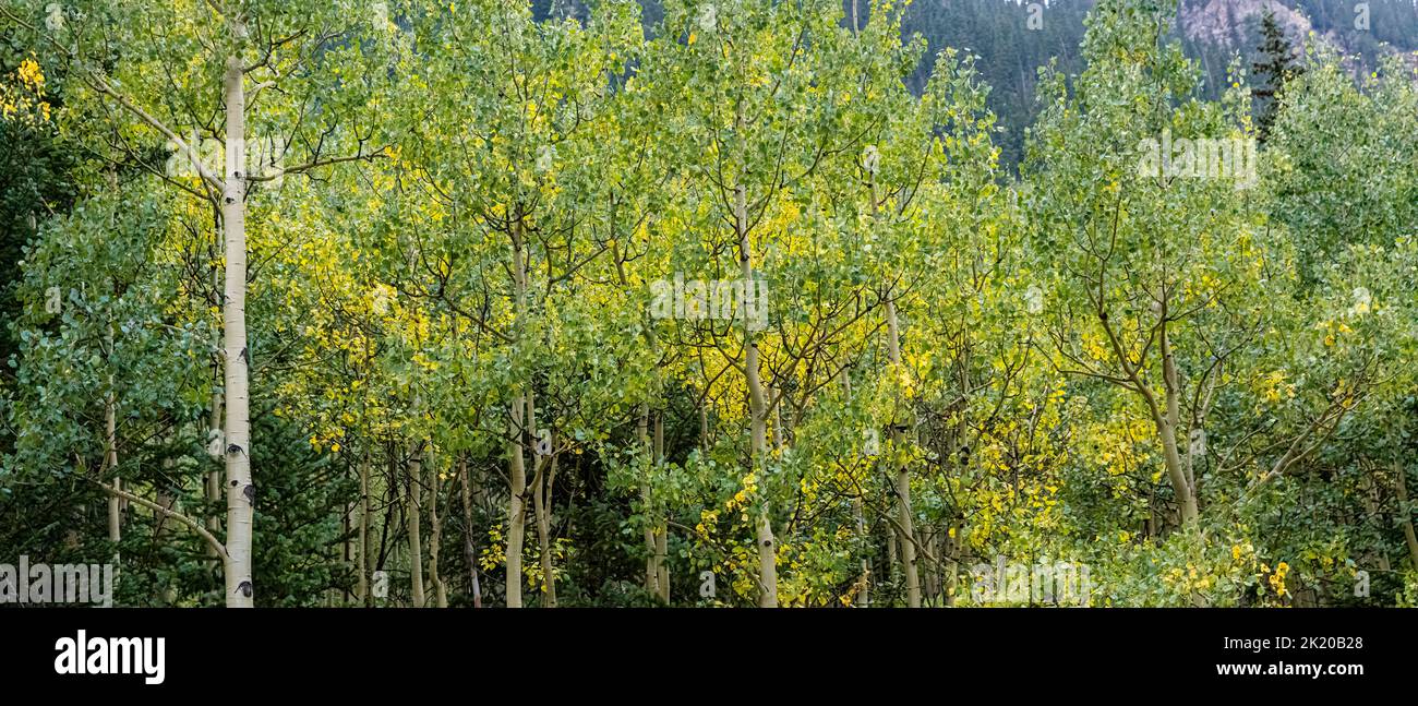Aspen trees -Fotos und -Bildmaterial in hoher Auflösung – Alamy