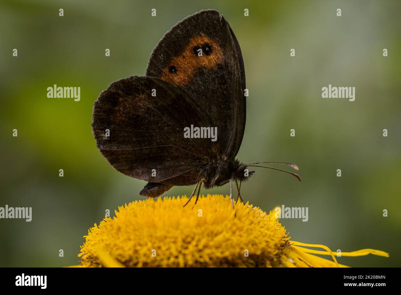 Der Woodland Ringlet oder der Erebia Medusa Schmetterling, der von ...